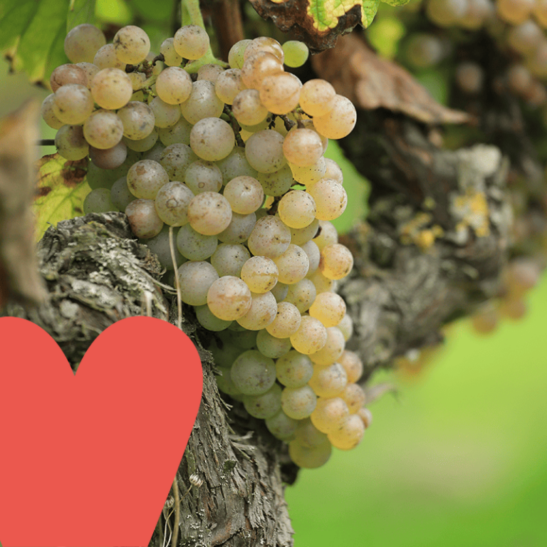 AOC Cour Cheverny - Maison des vins de Cheverny